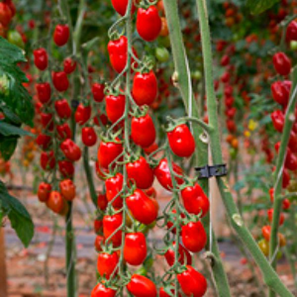 Tomate - Sementibrida