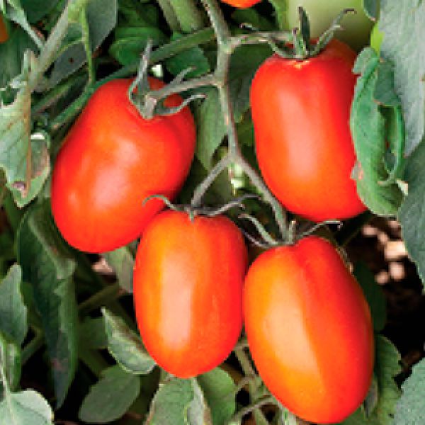 Tomate - Sementibrida